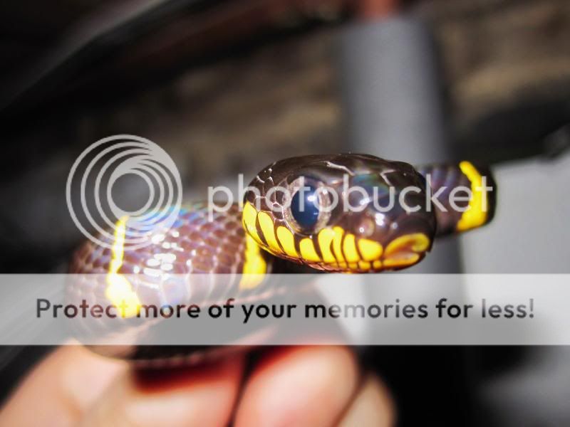 Couple of cheeky baby mangrove (melanota) snakes | Reptile Forums