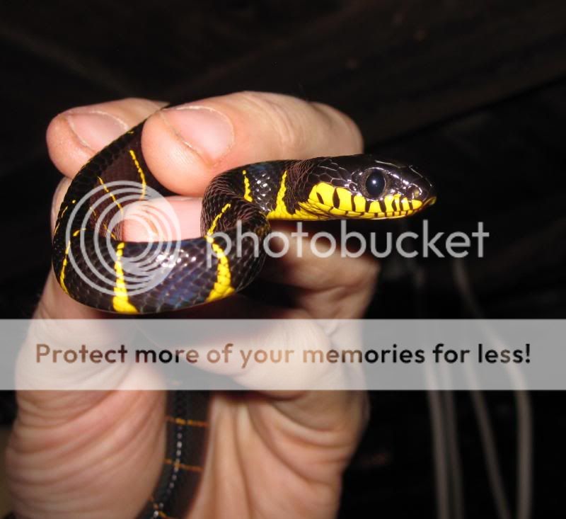 Couple of cheeky baby mangrove (melanota) snakes | Reptile Forums