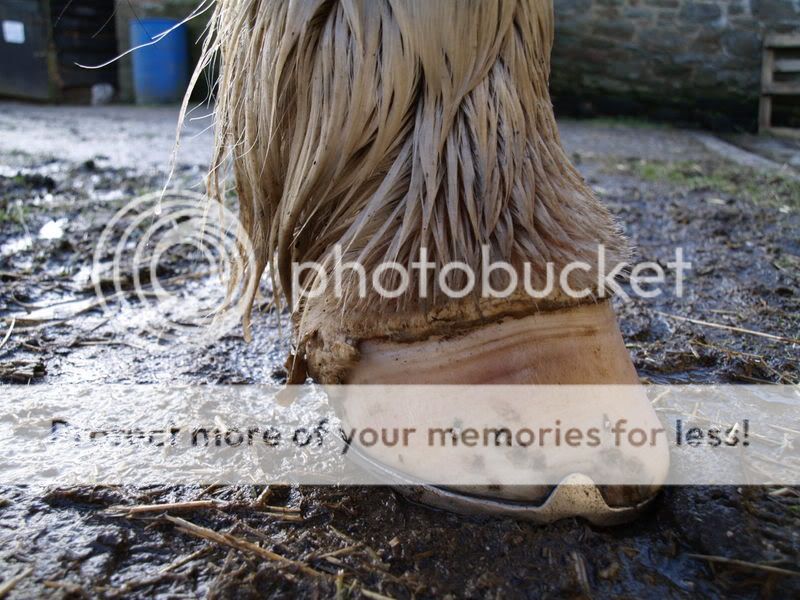 What is this? Odd picture of my cob's foot | Horse and Hound Forum