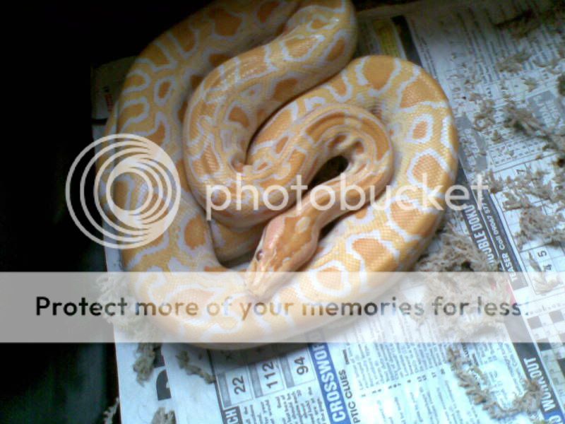 Half Dwarf Albino Burm or not ... ?? | Reptile Forums