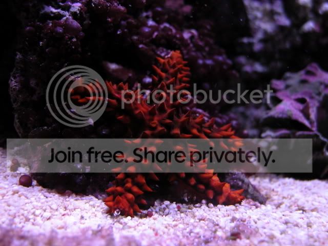 Reef Safe - Red Spiny Sea Star - ID Please - Reef Central Online Community