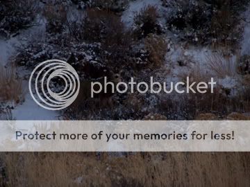 Vernon Deer pics | Utah Wildlife Forum