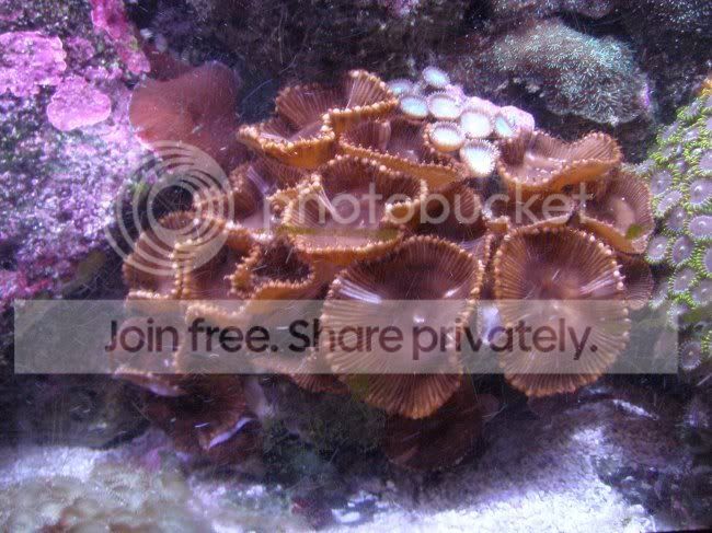 Cinnamon paly question (grandis paly) - Reef Central Online Community