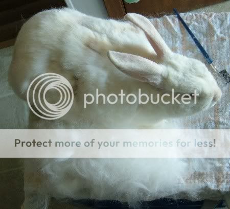 Brushing and Grooming | Rabbits Online Pet Rabbit & Bunny Forum