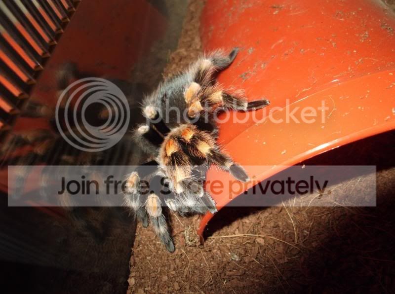 My eight-legged critters | Reptile Forums