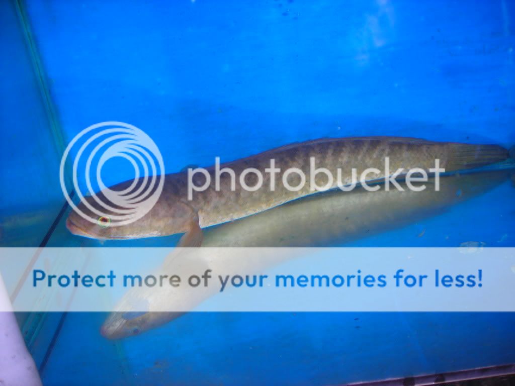 snakehead photo gallery -- post your snakehead pictures here | Page 25 ...