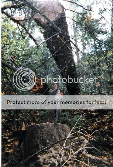 Hand Fallers Ticket | Arborist, Chainsaw & Tree Work Forum