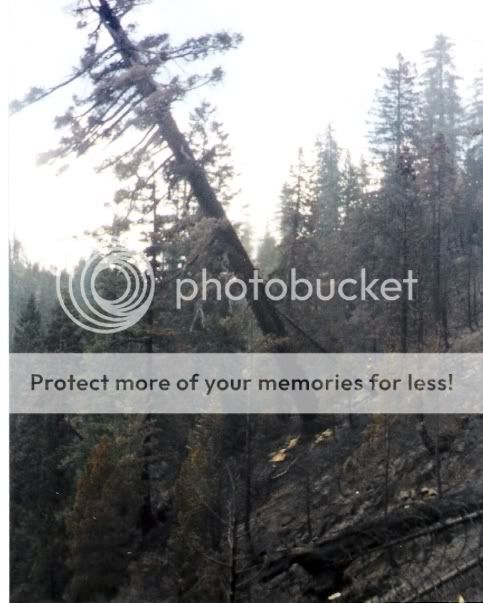 Hand Fallers Ticket | Arborist, Chainsaw & Tree Work Forum