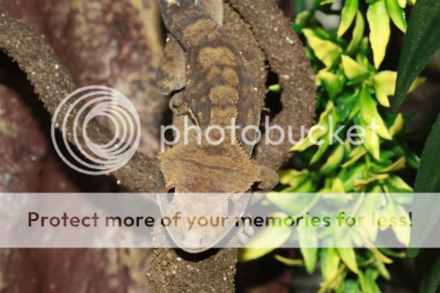 My new little crestie...Tiptoe | Reptile Forums