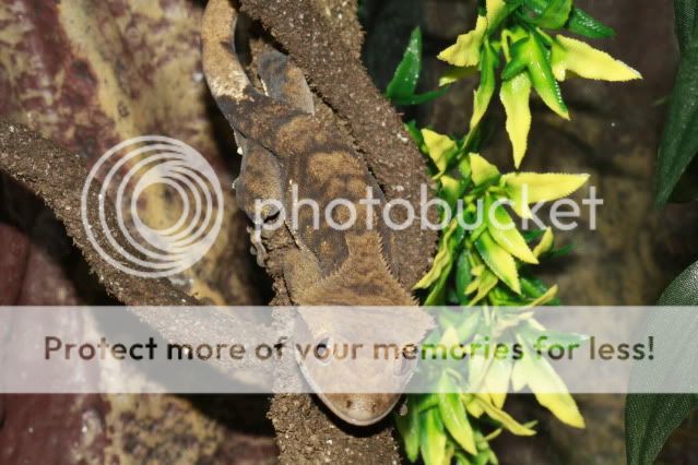 My new little crestie...Tiptoe | Reptile Forums