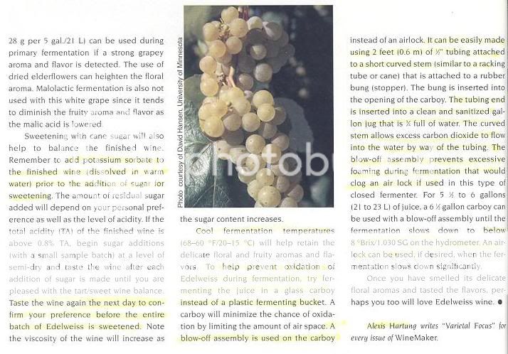 DaBunnys First Edelweiss Grape wine: | Winemaking Talk - Winemaking ...