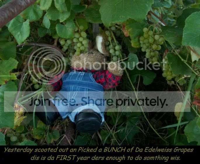 DaBunnys First Edelweiss Grape wine: | Winemaking Talk - Winemaking ...