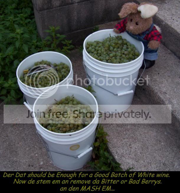 DaBunnys First Edelweiss Grape wine: | Winemaking Talk - Winemaking ...